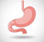 Chyme : définition, formation et role clé dans la digestion