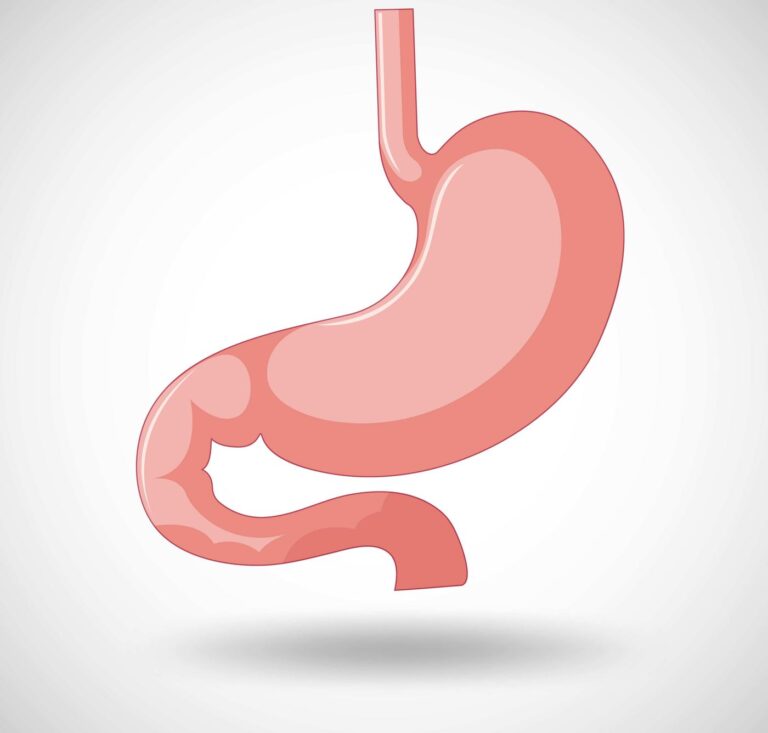 Chyme : définition, formation et role clé dans la digestion