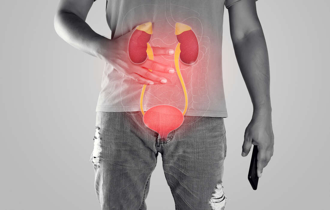 Anatomie du Rein, Fonctions et Santé Rénale : Guide Complet